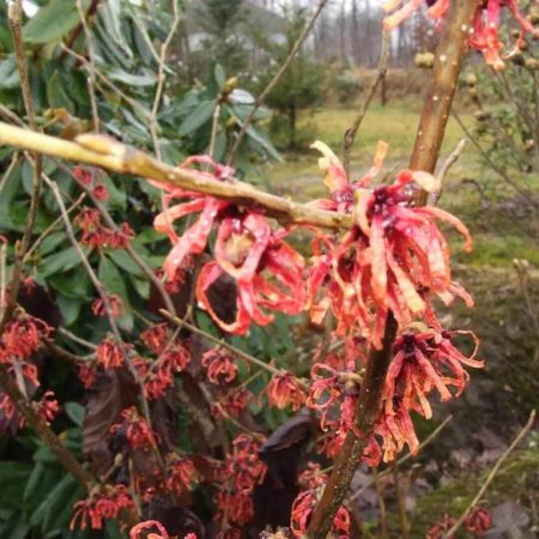 Hamamelis int. Ruby Glow - Park Graveland