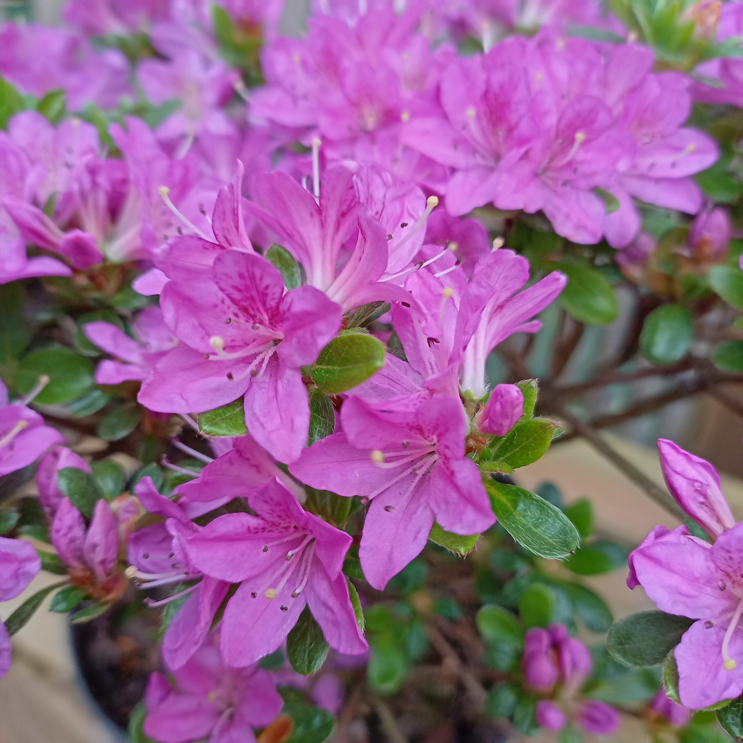 Azalea japonica Fumiko - Park Graveland