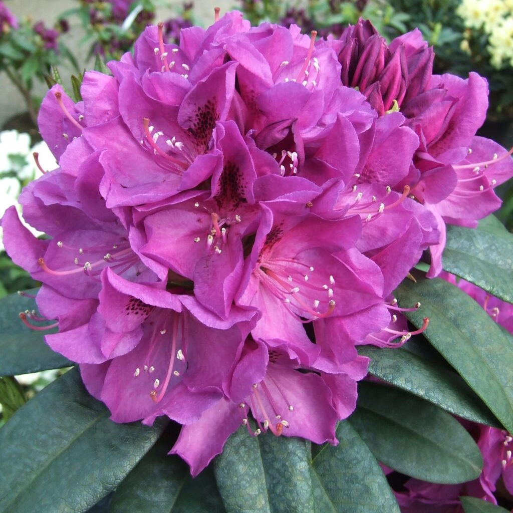 Rhododendron Anna Krushke - Park Graveland