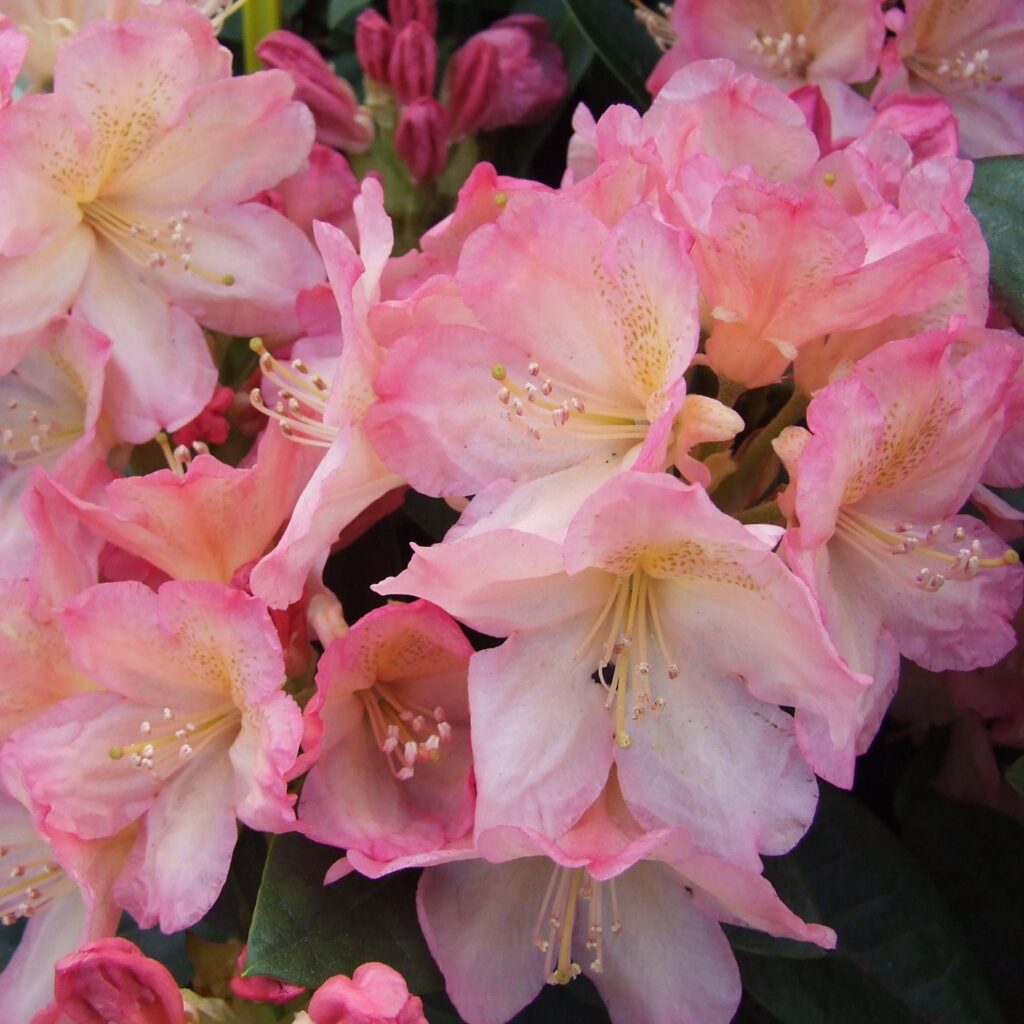 Rhododendron yakushimanum Percy Wiseman - Park Graveland
